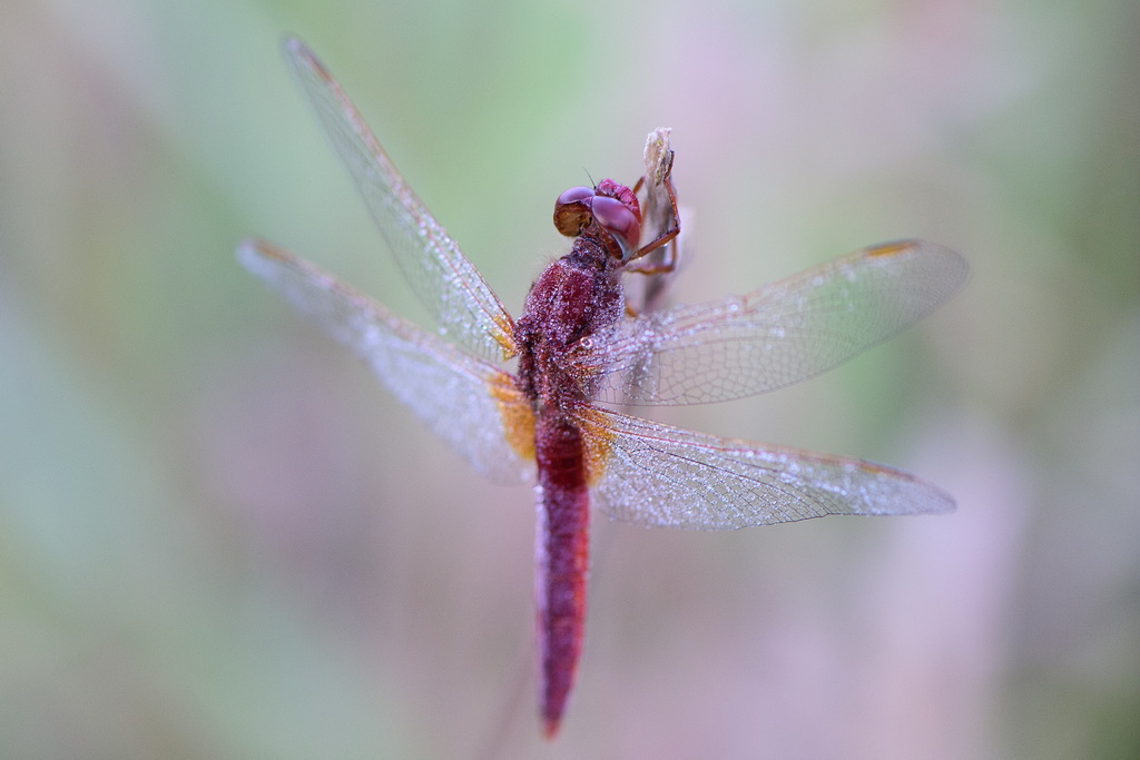 Crocothemis erythraea – Grand'Angles