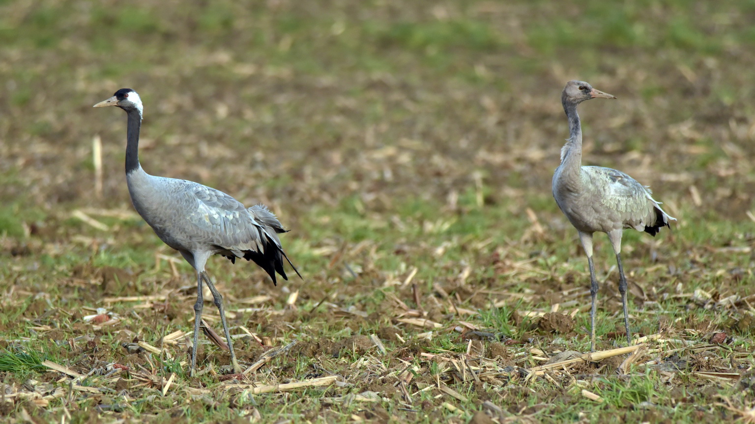 AAR_1000 – Grand'Angles