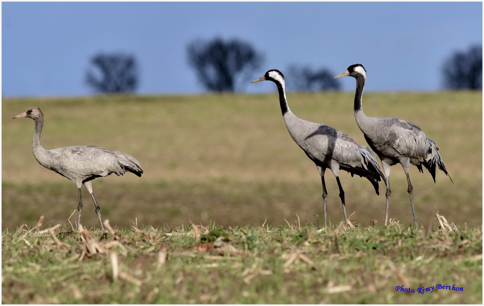 Grue 05 – Grand'Angles