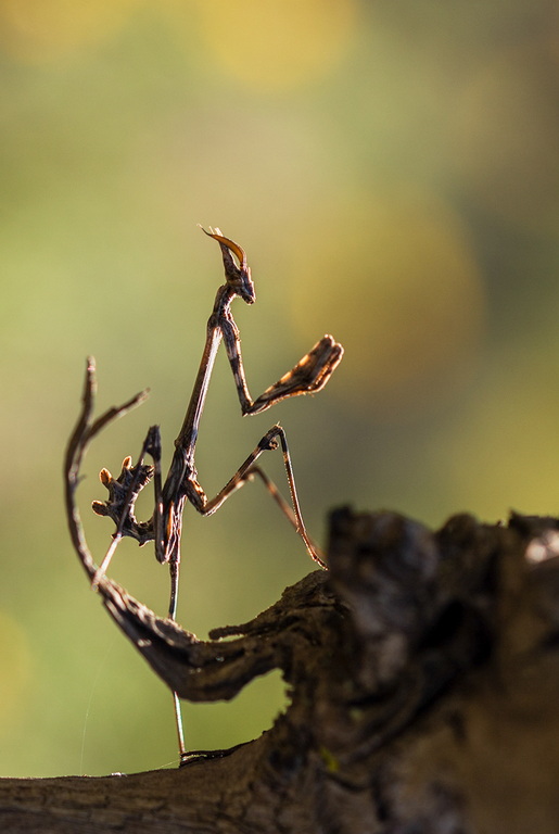 diablotin 1080 – Grand'Angles